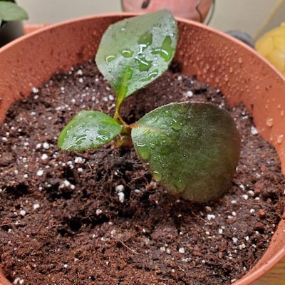 2 Live Coreopsis Verticillata 'zesty Zinger Threadleaf Coreopsis ...