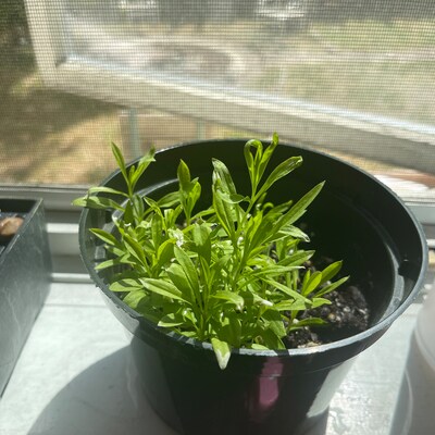 Prairie Smoke 40 Seeds Erythrocoma Triflora Seed Geum - Etsy