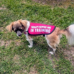 5-pack Adopt Me Dog Jackets Vests Mix & Match - Etsy