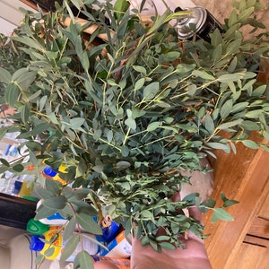 Fresh Gunni Eucalyptus/ Wedding/ Greenery/ Eco Printing / Silver Dollar ...