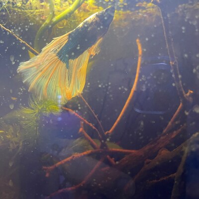 3.5 4 Mini Cuttlebone Cuttlefish Bone Cuttle Fish Bird - Etsy