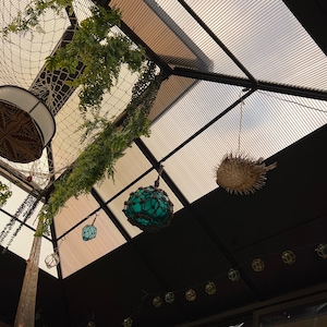 7-10 Hanging Light Puffer Fish Real Blowfish Lamp Taxidermy Animal ...