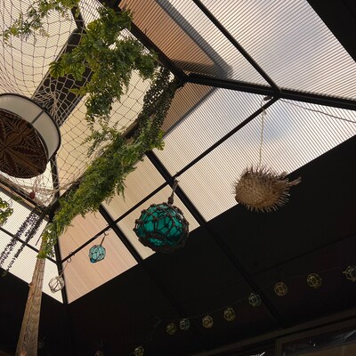 7-10 Hanging Light Puffer Fish Real Blowfish Lamp Taxidermy Animal ...