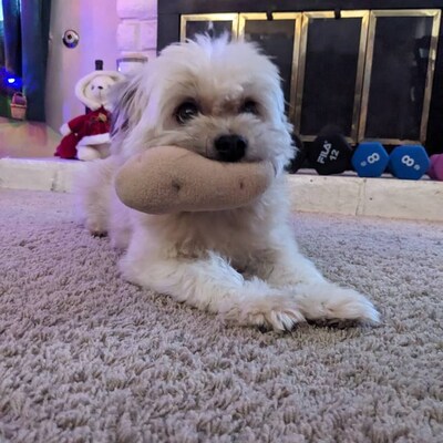 Catnip Cannoli Cat Toy - Etsy