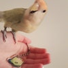 Dangling Lovebird Keychain - Etsy