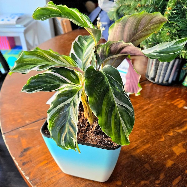 Calathea Pilosa Super Lush Calathea Pilosa Starter Plant Rooted ...