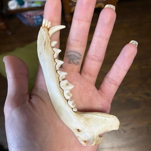 A Single English Red Fox Jaw Bone Ideal for Crafting. - Etsy UK