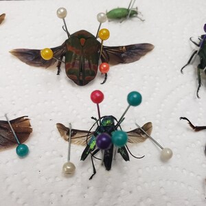 Beetle Mounting Kit for Beginners with Real Beetles and Tools | Etsy