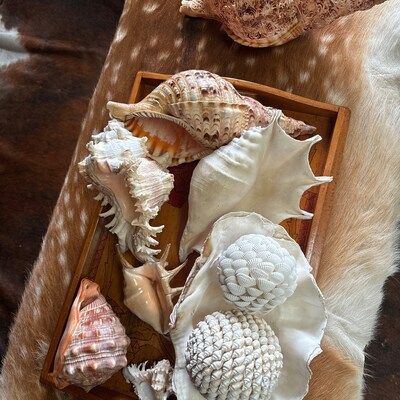 Carved Pearl Nautilus Shell Dragon Carving,real and Natural Nautilus ...