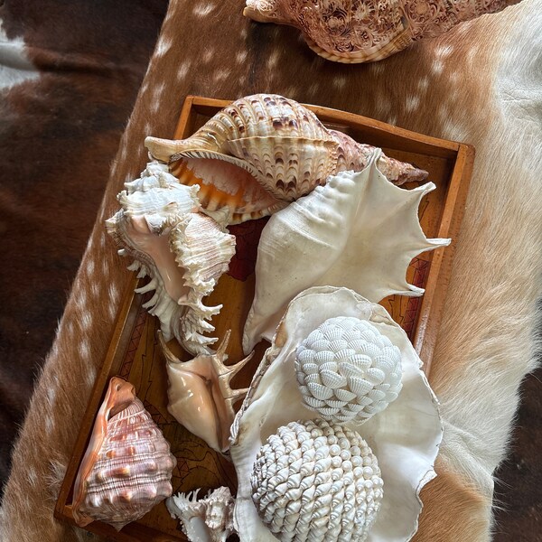 Carved Pearl Nautilus Shell Phoenix Sculpture,real and Natural Sea ...