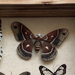 Agapema Anona Saturn Moth Saturniidae Arizona - Etsy
