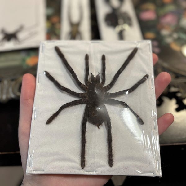 Giant Roly Poly Pill Bug, Sphaeropoeus Lugubris, Mounted in a Bell Jar ...