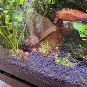 5 Indian Almond Leaves Nano, 5 Filao Cones & 10 Alder Cones Package for ...