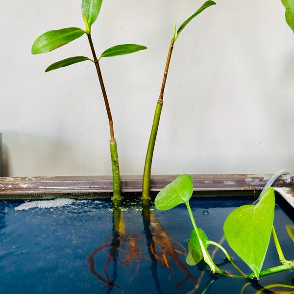 7 LIVE Red Mangrove Propagule Plants, Aquarium Plants Mangrove Trees ...