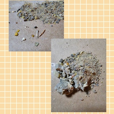 Otter Totem Animal Incense Sticks Otter Spirit Guide, Meditation ...