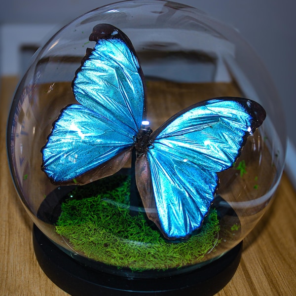 Preserved Blue Morpho Menelaus Butterfly in Glass Dome - Etsy