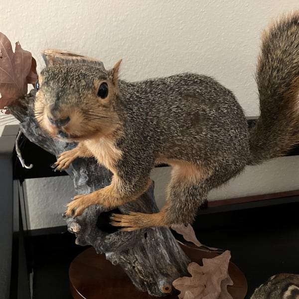 Squirrel Taxidermy, Red Squirrel Taxidermy, Adirondacks, Adirondack ...
