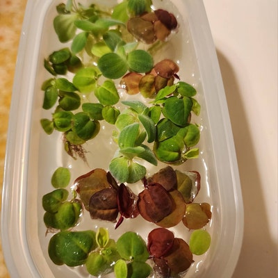 Combo 5 Dwarf Water Lettuce 5 Red Root Floaters Live Floating Aquatic ...