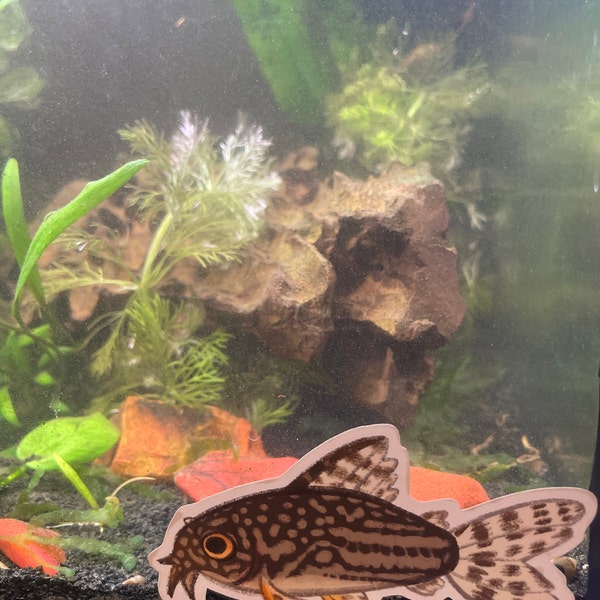 Corydoras Catfish Stickers - Etsy