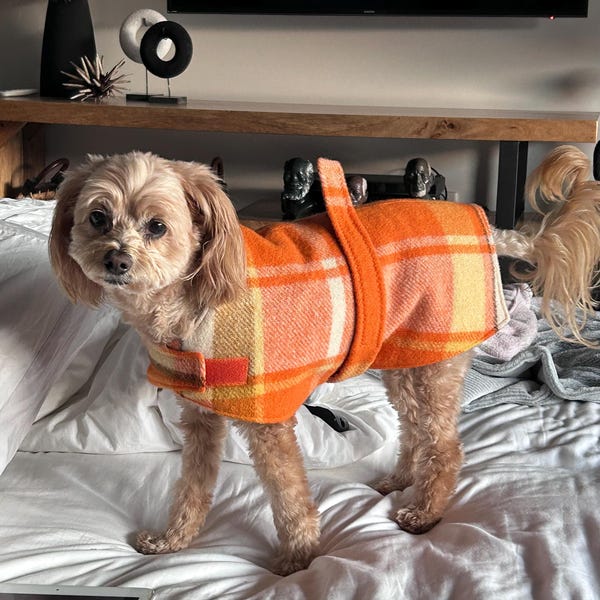 Dachshund Dog Coats, Wool Dog Coat, Sustainable Dog Coats, Recycled ...