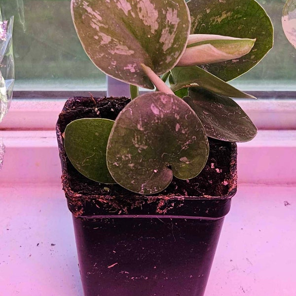 Purple Calico Kitten Houseplants Live Plant in Pot Indoor Small Starter ...