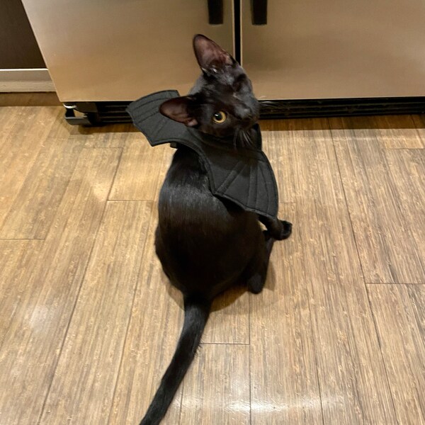 Cat Bat Wing Costume Cat Apparel / Clothing Pet - Etsy