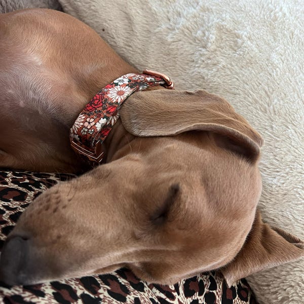 Cowgirl Chic Dog Collar Western Collar Customized Pet Collar Country ...