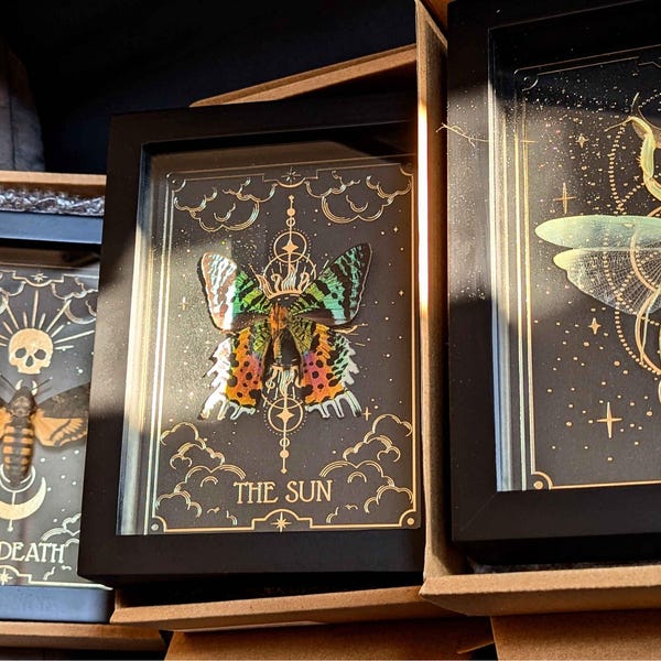 Real Framed Ghost Cicada Ayutha Spectabilis Shadow Box Frame Insect ...