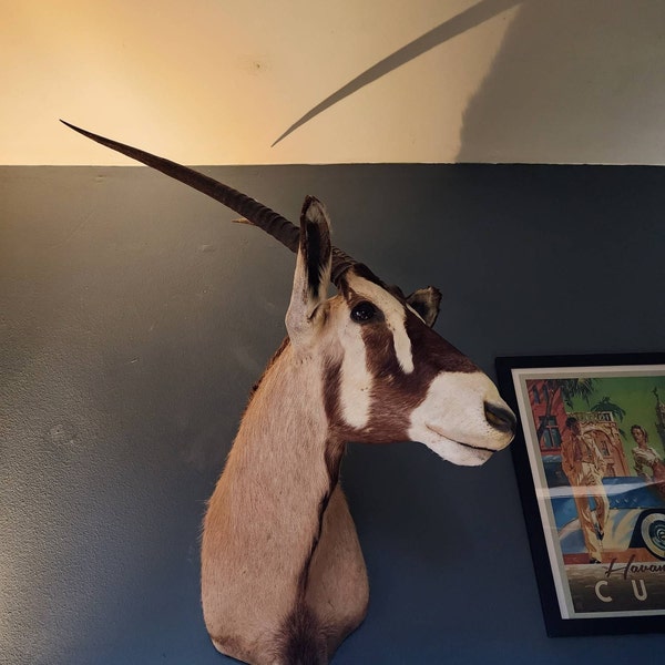 Pretty Taxidermy Conman Goldeneye Duck - Etsy