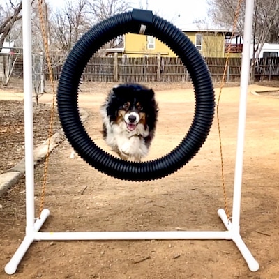 Dog Agility Tire Jump Made From Superior Grade PVC. AKC Regulation Size ...