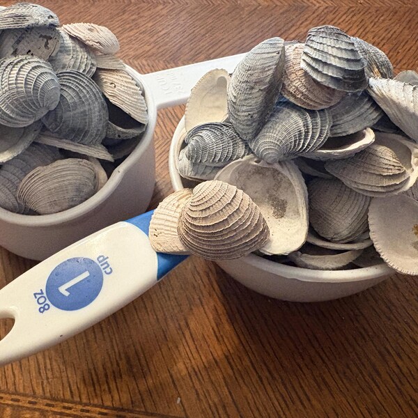 Fossil / Fossilized Arca Whole Both Halves Arca Bivalve Sea Shell ...