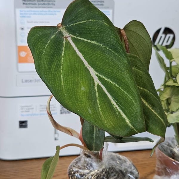 Peperomia Piper Parmatum Live Plant | Peperomia Plant Starters | Pet ...