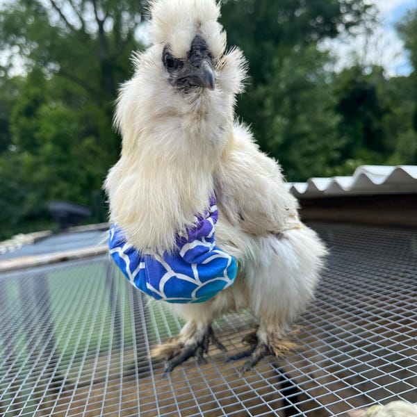 Leashes for Chicken / Duck Diapers - Etsy