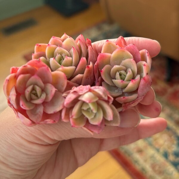 Mix Rare Live Succulent Plants Advanced Level Blind Box, 2-3.5 Random ...