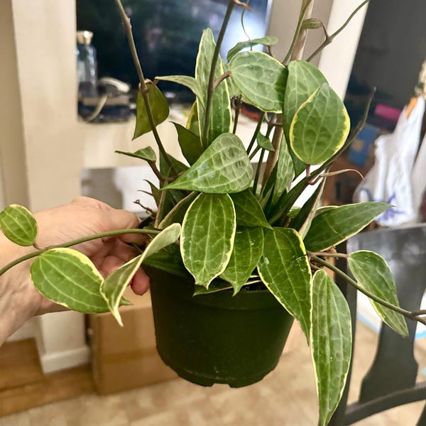 Mican Philodendron Velvet Leaf Philo Indoor & Outdoor Live Tropical ...