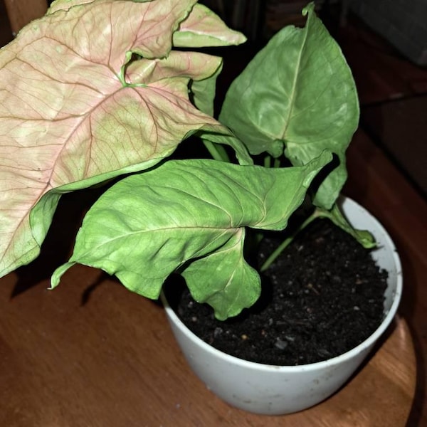 Healthy Chaya Plant Cuttings With Emeritus Gardens Plant Food and Chaya ...