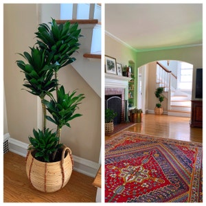 Dracaena Janet Craig Compacta Cane Plant in 2g" Pot - About 36" Tall - Etsy