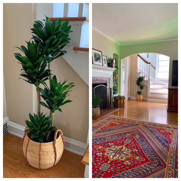 Dracaena Janet Craig Compacta Cane Plant in 2g" Pot - About 36" Tall - Etsy