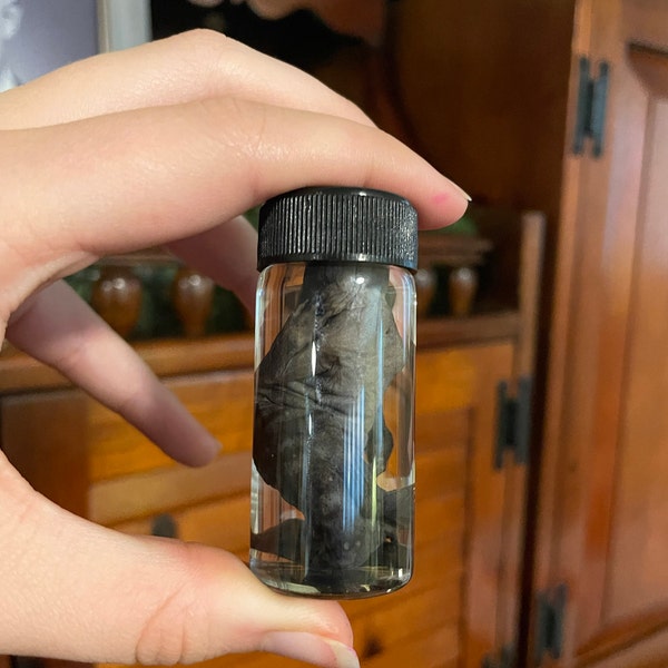 Mini Wet Specimen Mystery Box | Fluid Preserved Taxidermy Oddities ...