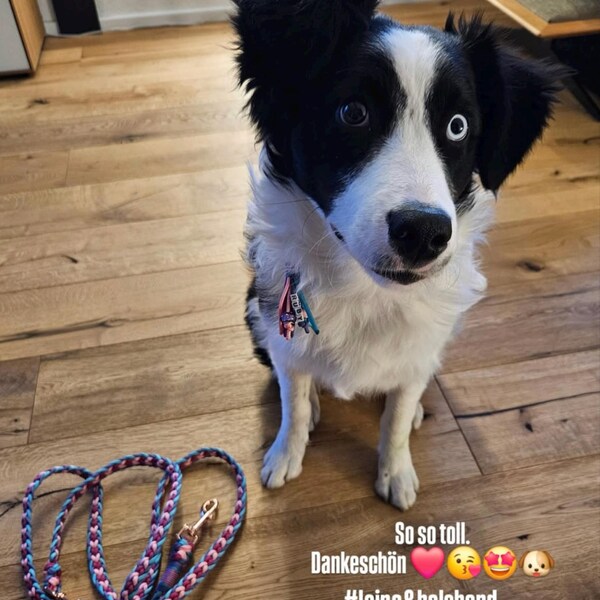 Custom Horse Tack With Name Tag, Personalized Lead Rope for Pets, With ...