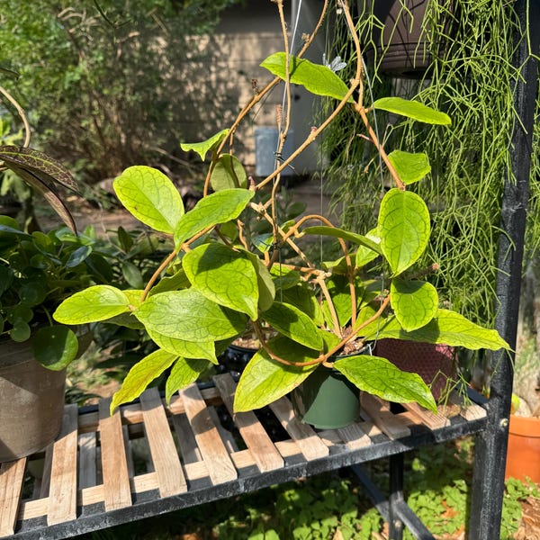 Hoya Millie Sms 019 in 4.5”pots - Rare Hoya - Wax Plant - Attractive ...