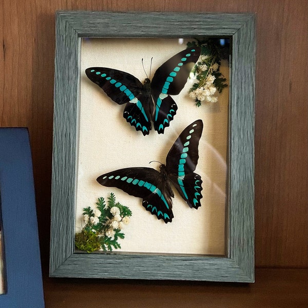 Framed Butterfly, Butterfly Wall Art, Shadow Box Butterflies, Pinned ...