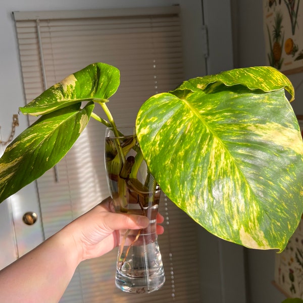 Tradescantia Pallida Setcreasea Pallida purple Heart 3 Cutting ...