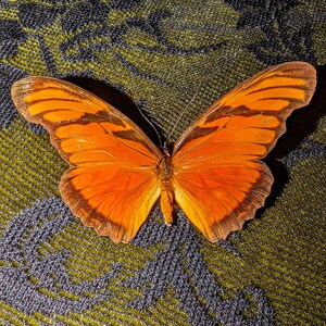 Real Callicore Cynosura Butterfly, Spread for Your Project or Laminated ...
