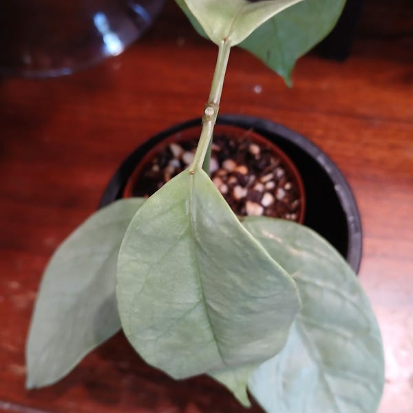 Monstera Bulbasaur 3GL - Etsy