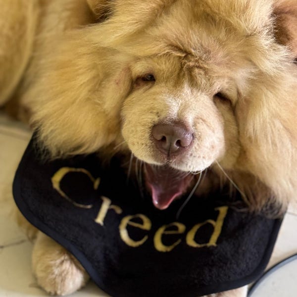 Slobber, Drool .bibs Personalised With Your Pets Name Great for ...