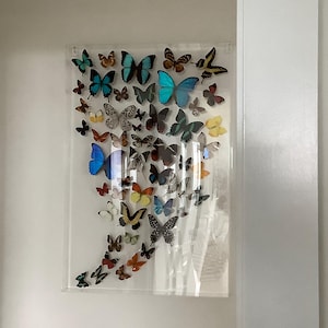 3D Framed Huge White Witch Moth 13x10 Acrylic Frame - Etsy