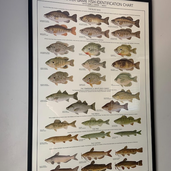 Fish Educational Poster Print | Eastern Gamefish Identification Chart ...