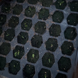 Purple Pampas Grass Seeds 200 Organic and Natural Grass Biofuel Green ...