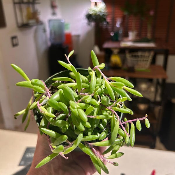 Ruby Necklace, String of Rubies, Little Pickles, Othonna Capensis ...
